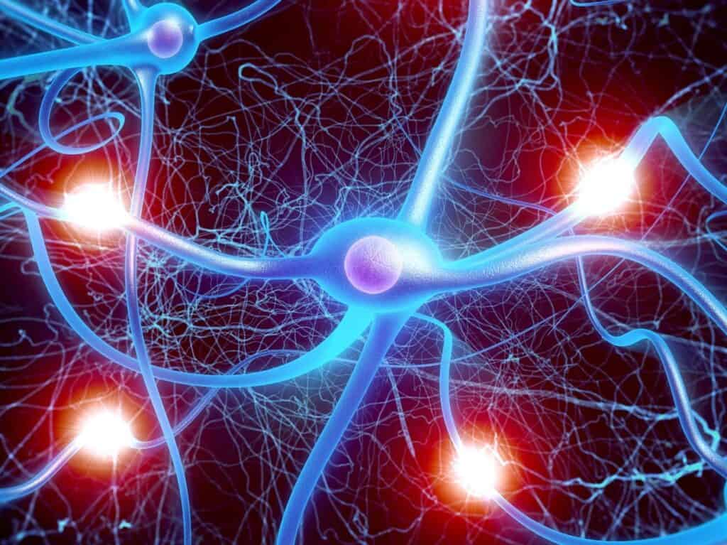 Transplanted brain stem cells survive without anti-rejection drugs in ...